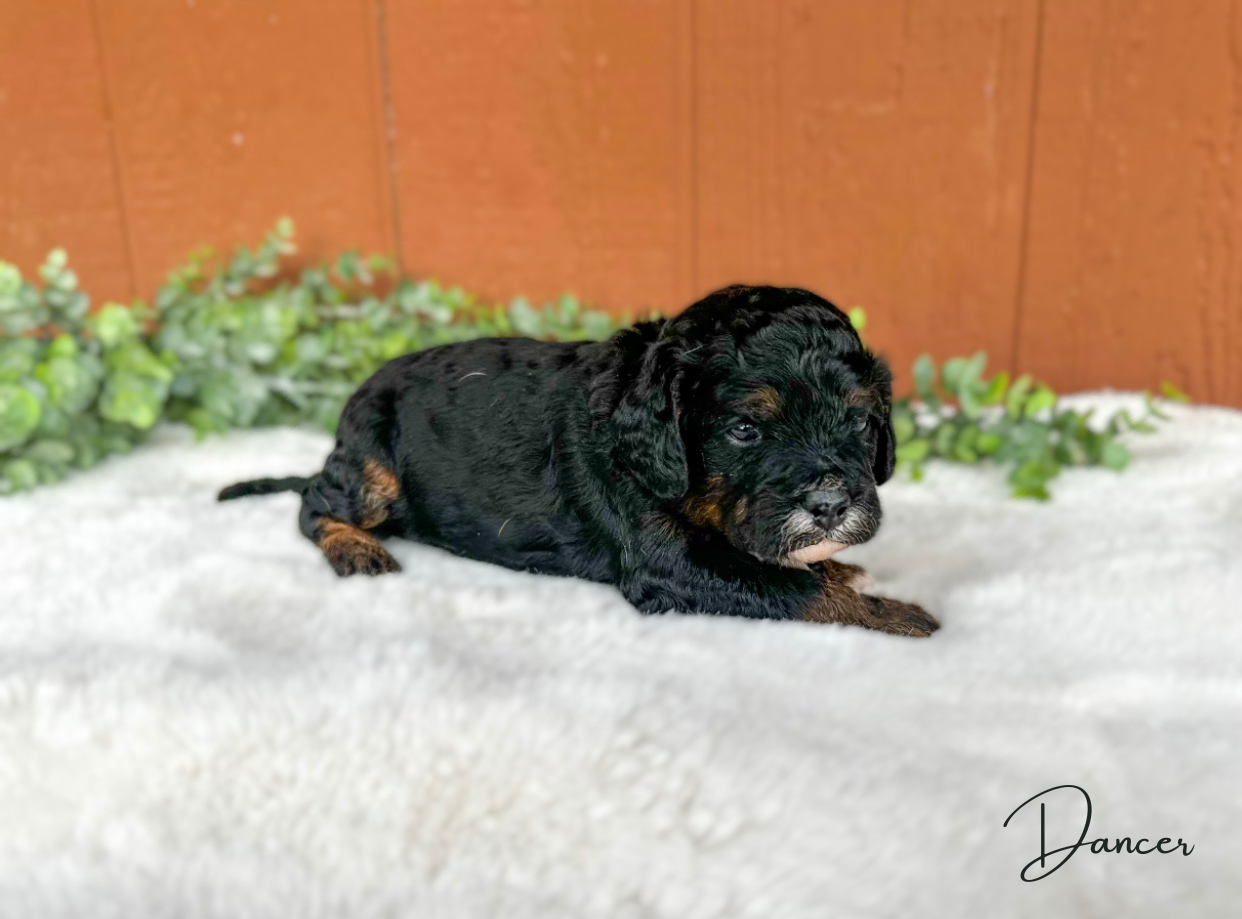 Cavapoos and Australian Cavoodles for Sale - DOODLES OF OZ