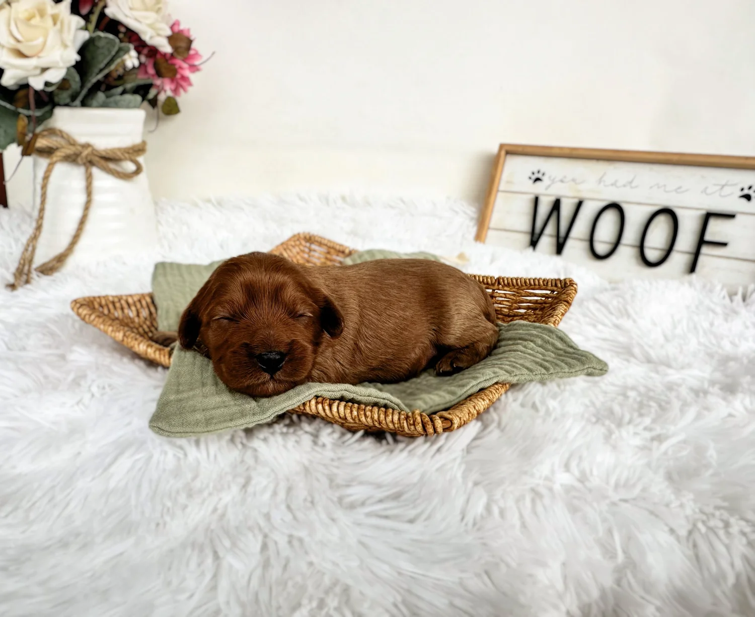 Cavapoos and Australian Cavoodles for Sale - DOODLES OF OZ