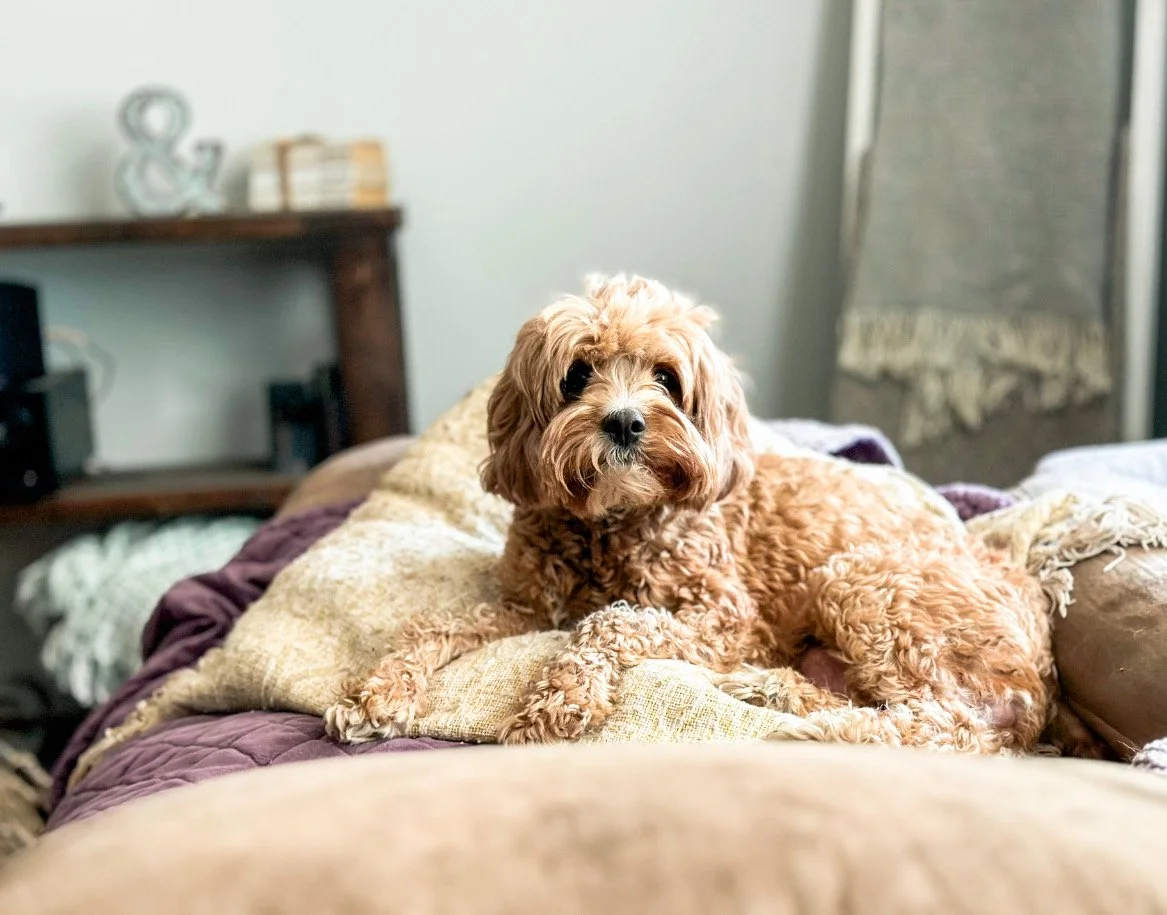 What's a Cavapoo? - DOODLES OF OZ