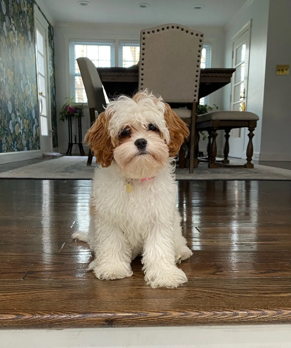 What's a Cavapoo? - DOODLES OF OZ