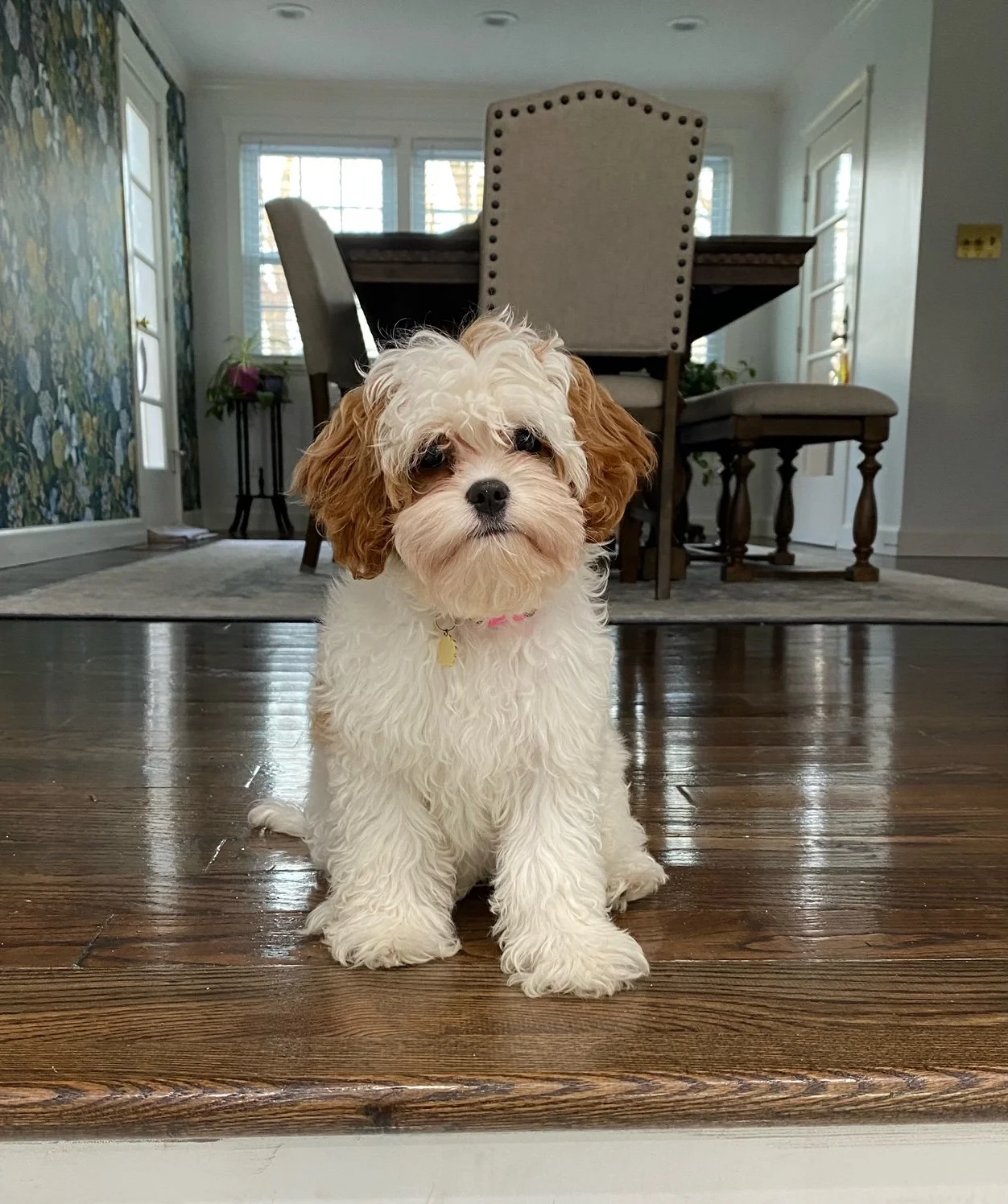 What's a Cavapoo? - DOODLES OF OZ