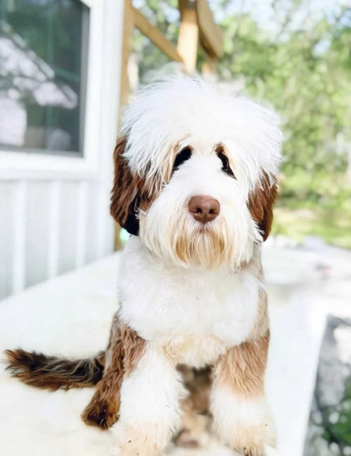 About Australian Bernedoodles - DOODLES OF OZ