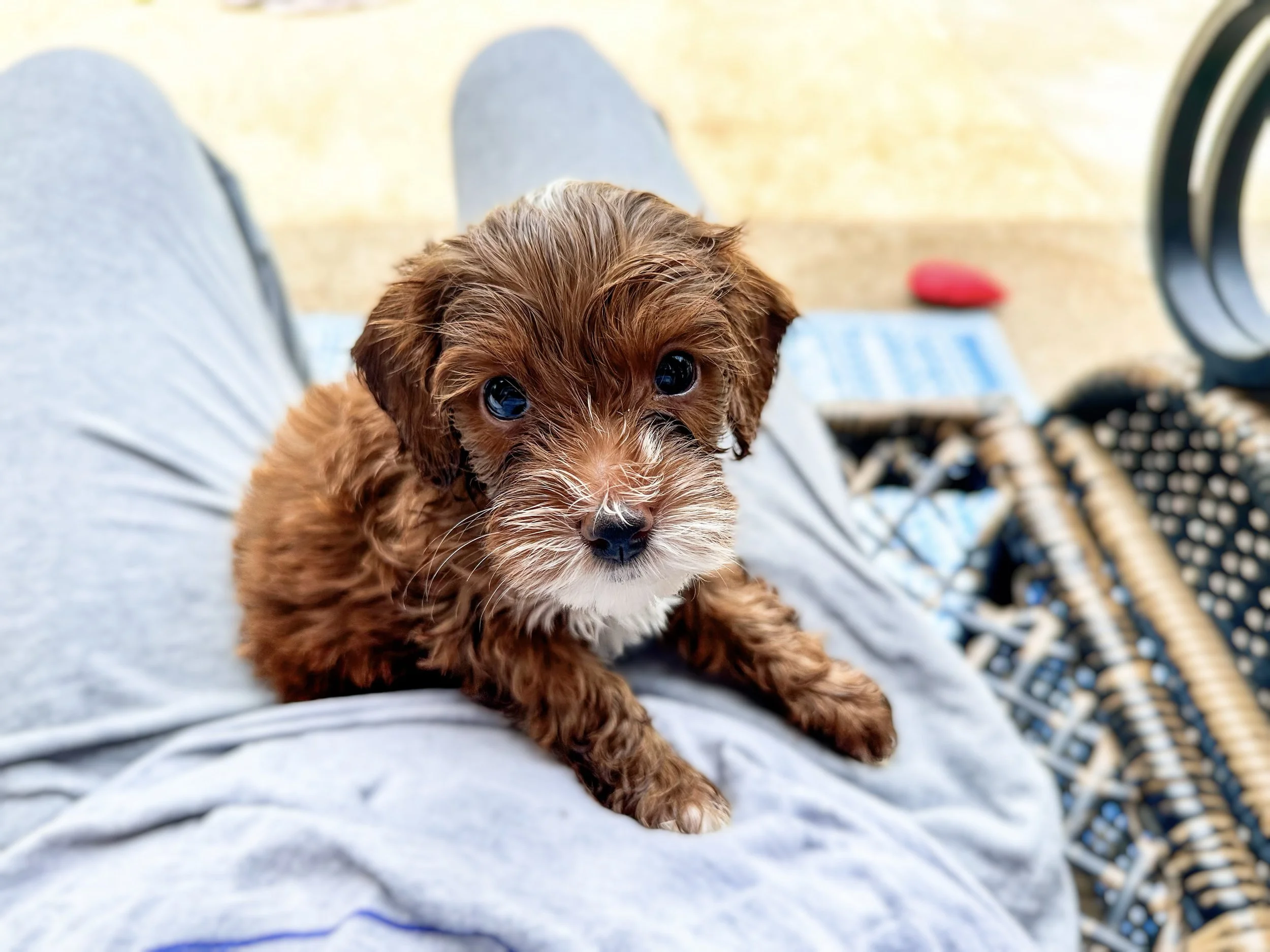 Cavapoos and Australian Cavoodles for Sale - DOODLES OF OZ