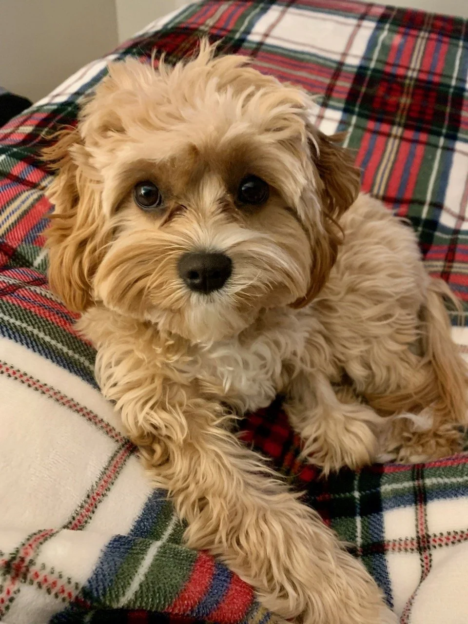 Australian Cavoodle vs Cavapoo? — DOODLES OF OZ