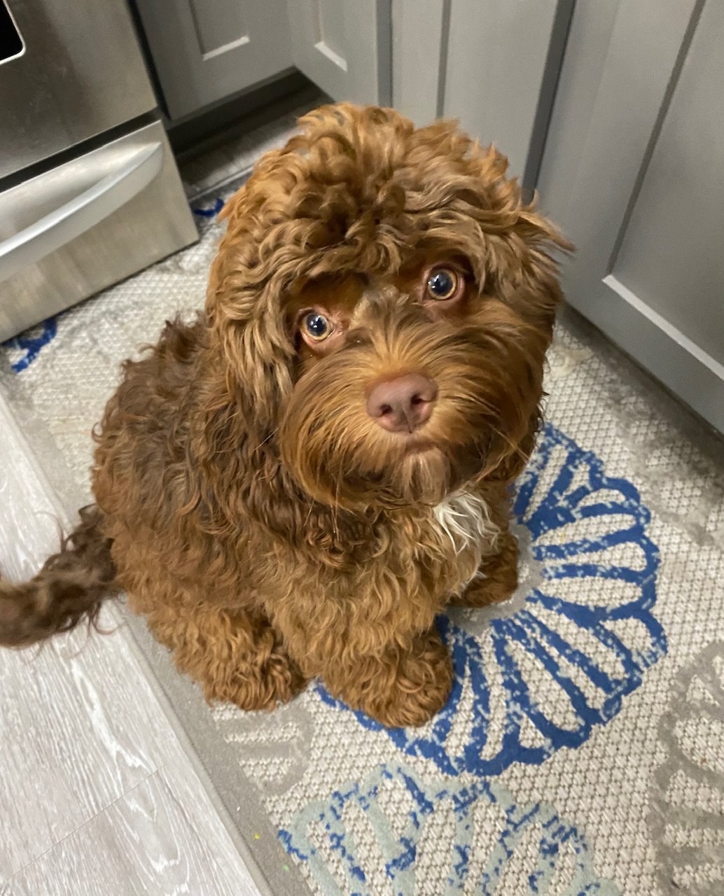 What's an Australian Labradoodle? - DOODLES OF OZ