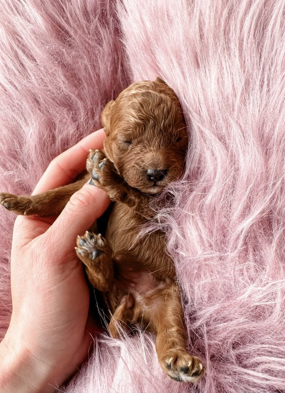 Cavapoos and Australian Cavoodles for Sale - DOODLES OF OZ