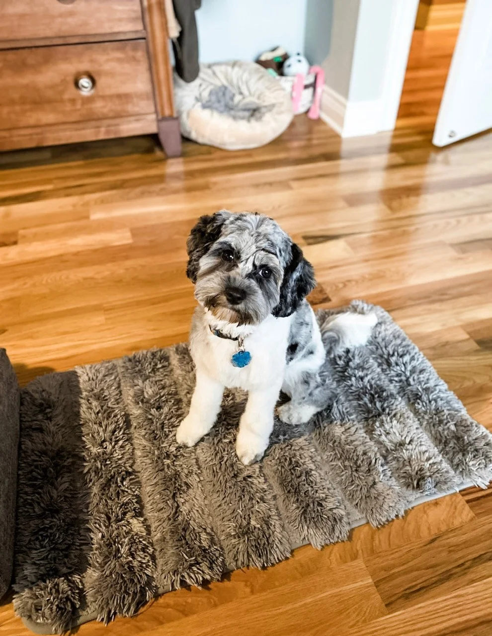 What's An Australian Cavoodle? - DOODLES OF OZ