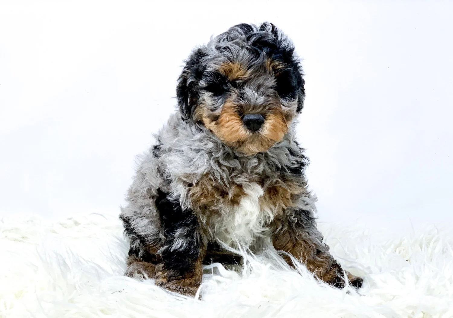 About Australian Bernedoodles - DOODLES OF OZ