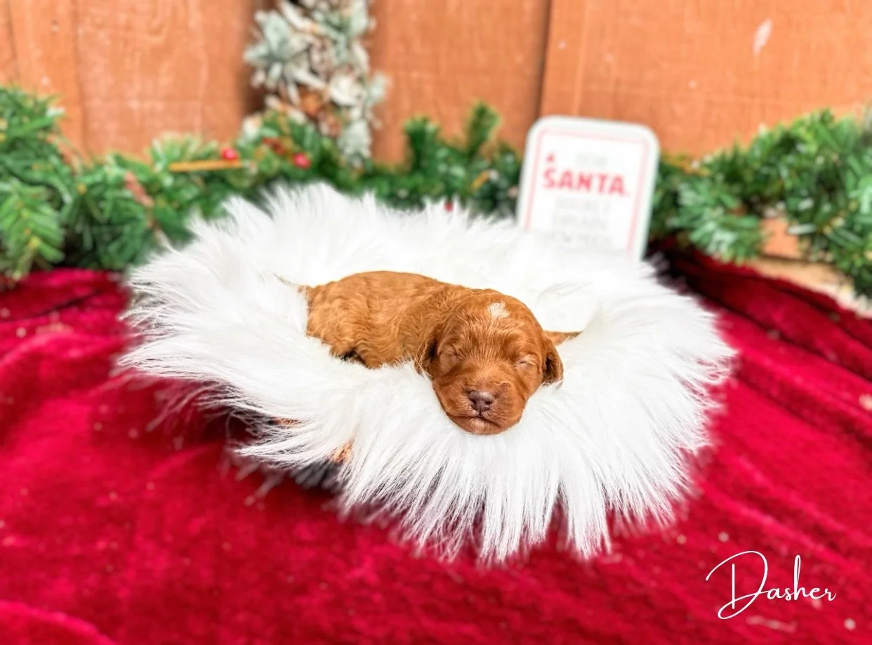 Cavapoos and Australian Cavoodles for Sale - DOODLES OF OZ