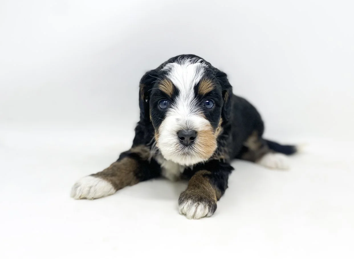 About Australian Bernedoodles - DOODLES OF OZ