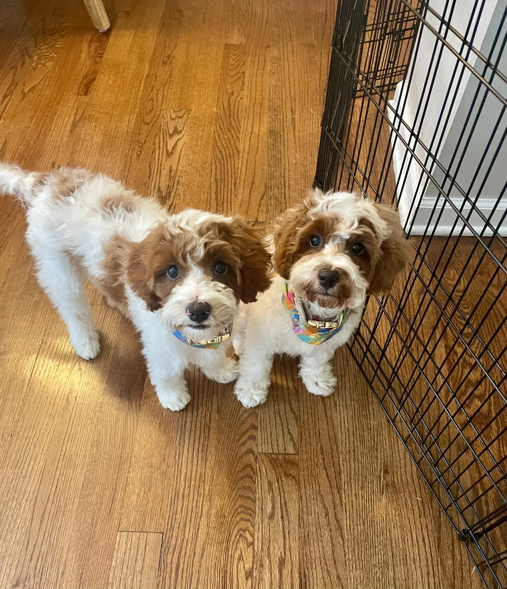 Cavapoos and Australian Cavoodles for Sale - DOODLES OF OZ