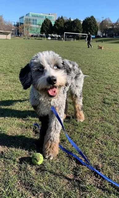 Bernedoodle (Doodle) Generations Explained — DOODLES OF OZ