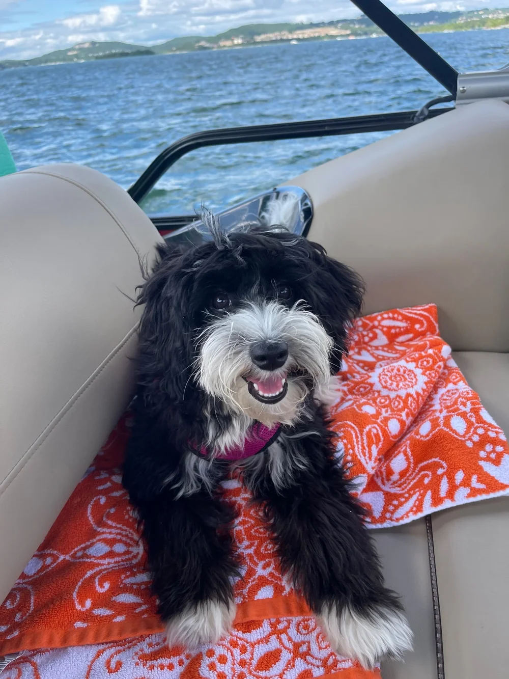 About Australian Bernedoodles - DOODLES OF OZ