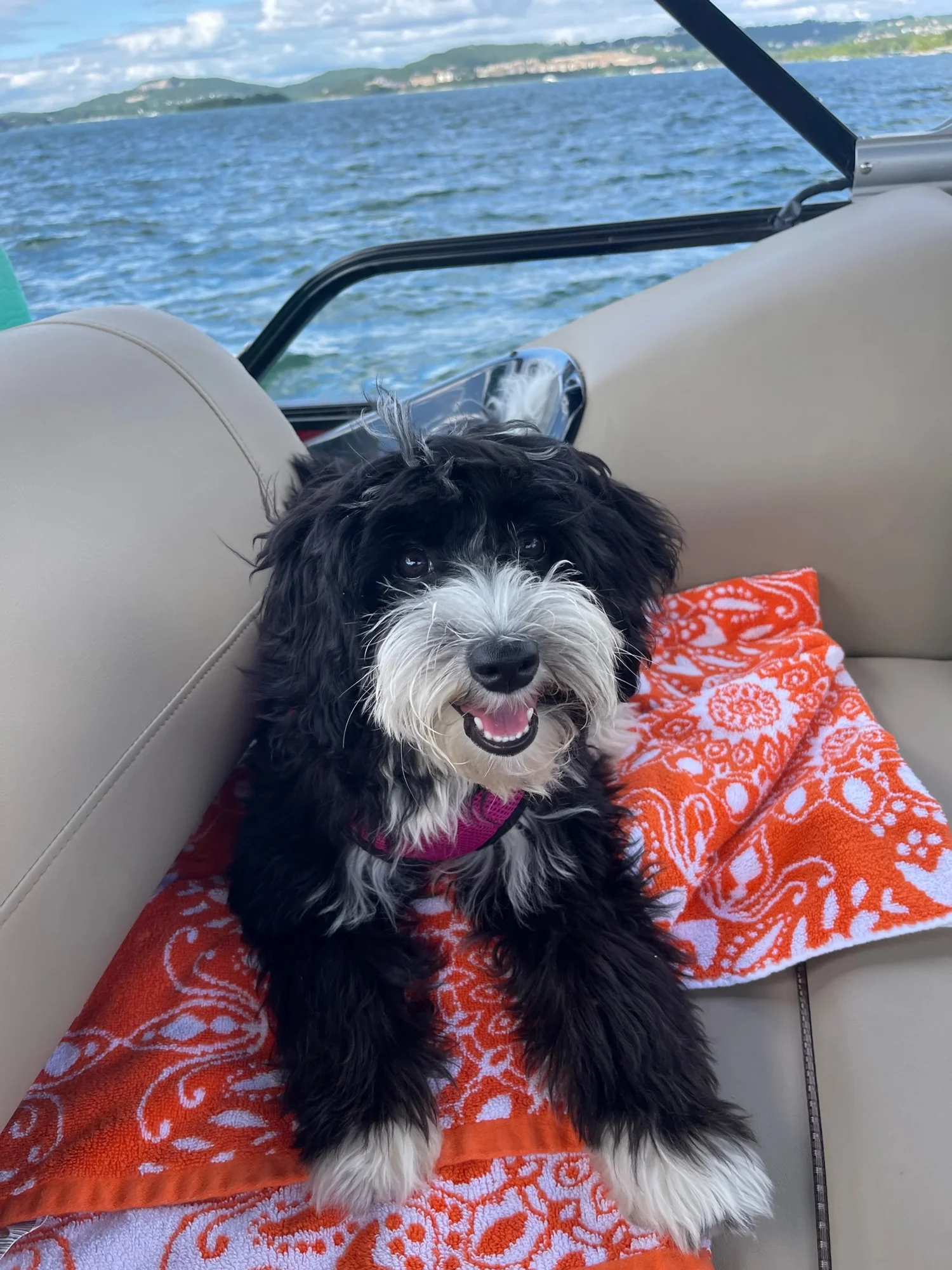 About Australian Bernedoodles - DOODLES OF OZ