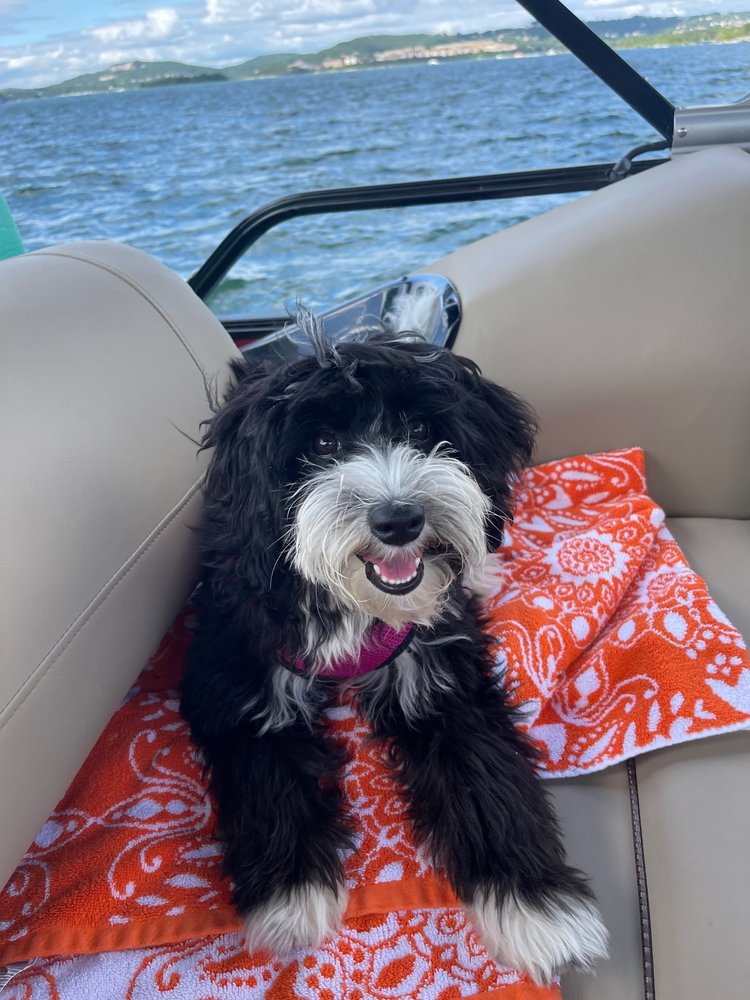About Australian Bernedoodles - DOODLES OF OZ