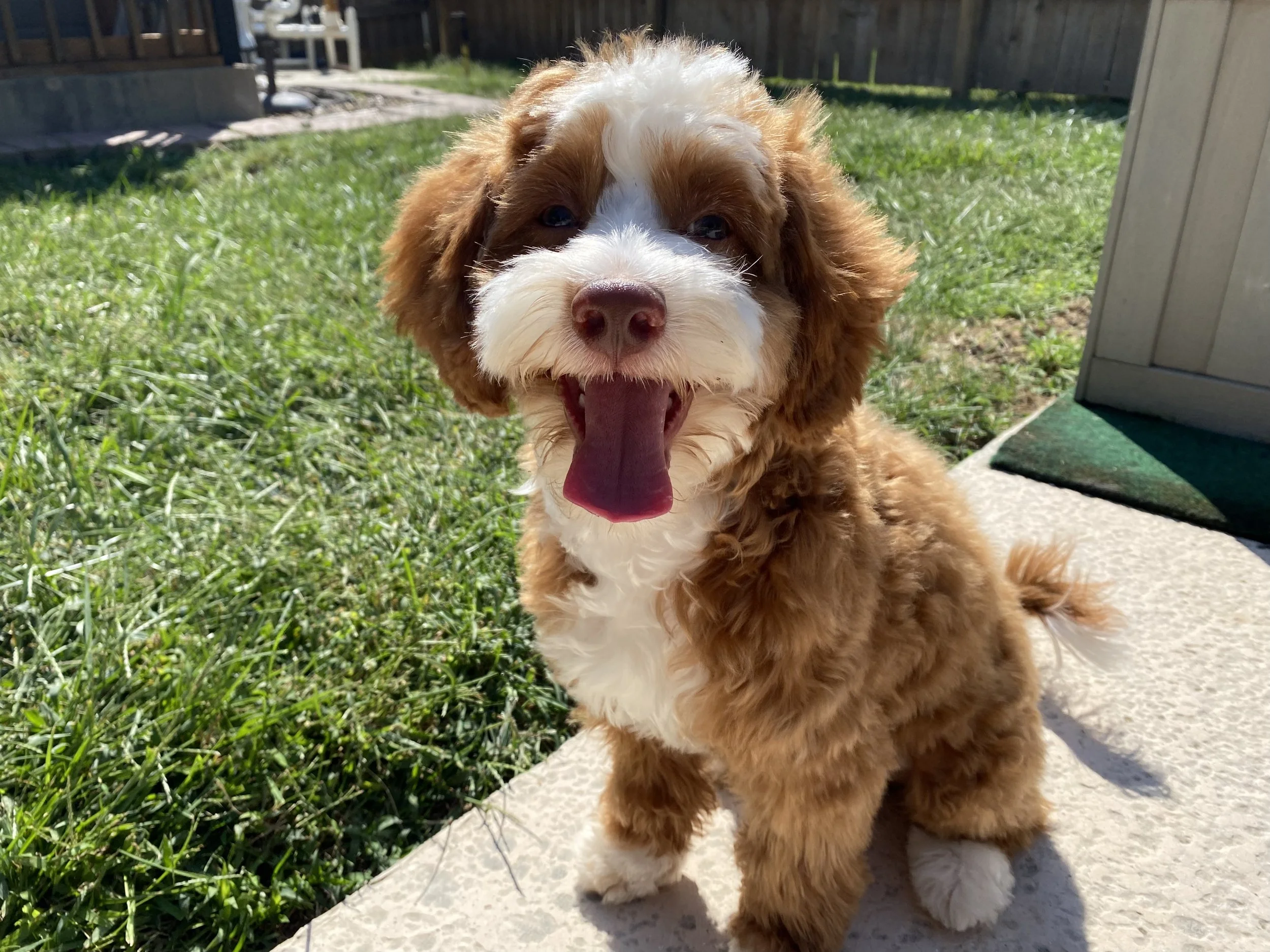 Bernedoodle Studs - DOODLES OF OZ