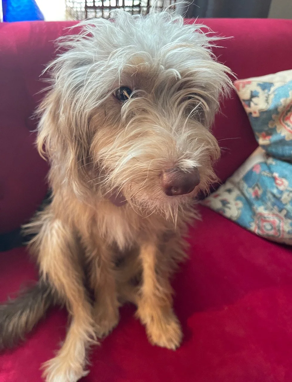 What's an Australian Labradoodle? - DOODLES OF OZ