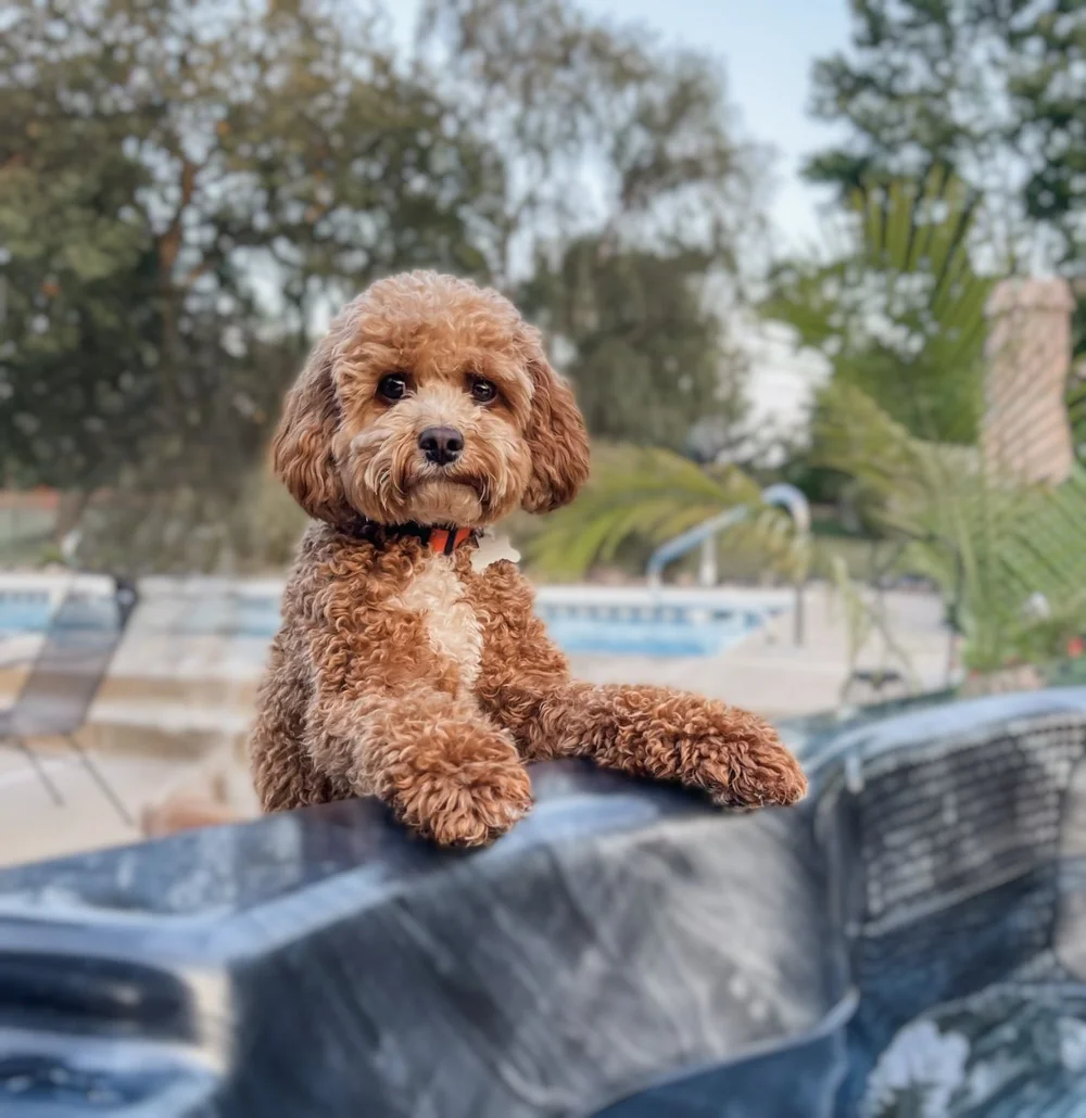 Cavapoo Breed Info - DOODLES OF OZ