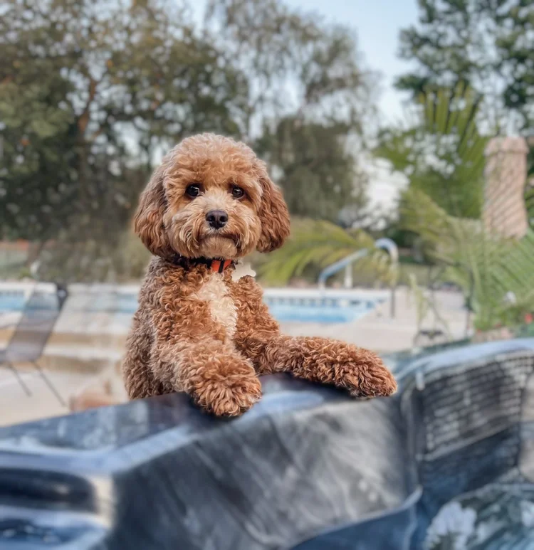 Cavapoo Breed Info - DOODLES OF OZ