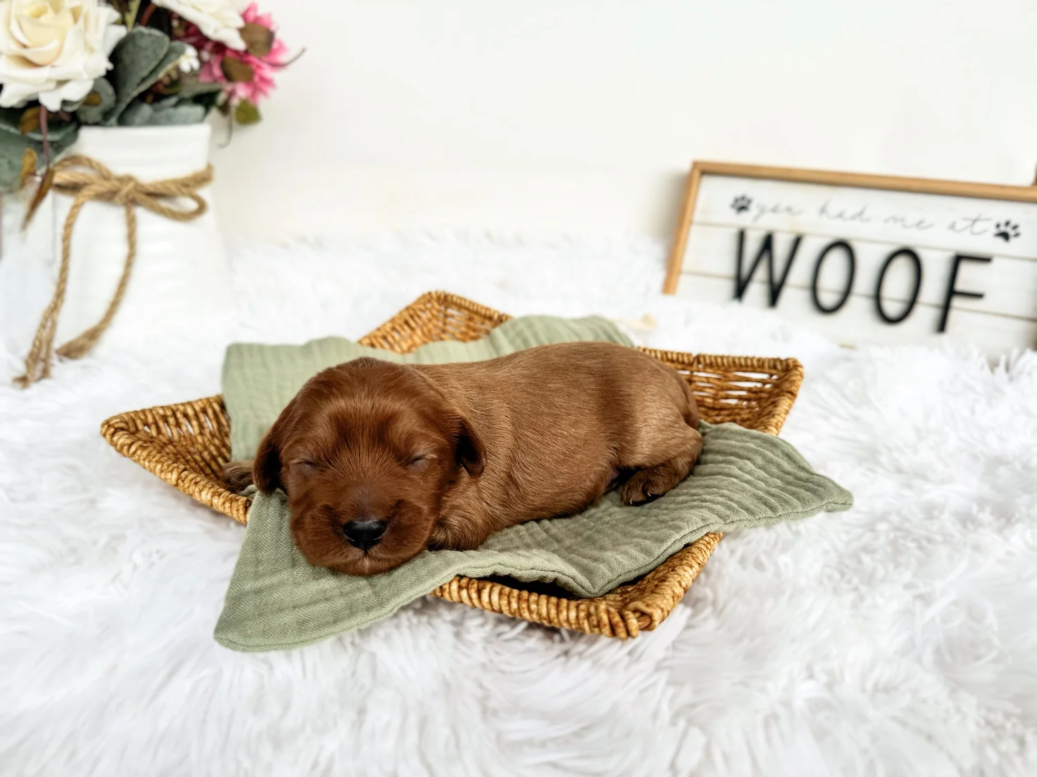 Cavapoos and Australian Cavoodles for Sale - DOODLES OF OZ