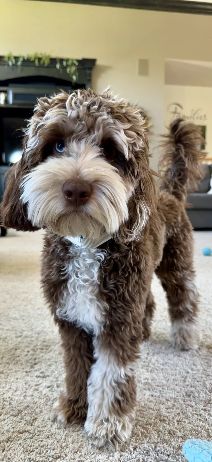 Cavapoos and Australian Cavoodles for Sale - DOODLES OF OZ