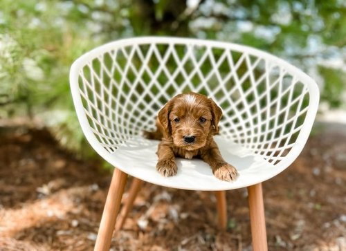 About Australian Cavoodles - DOODLES OF OZ