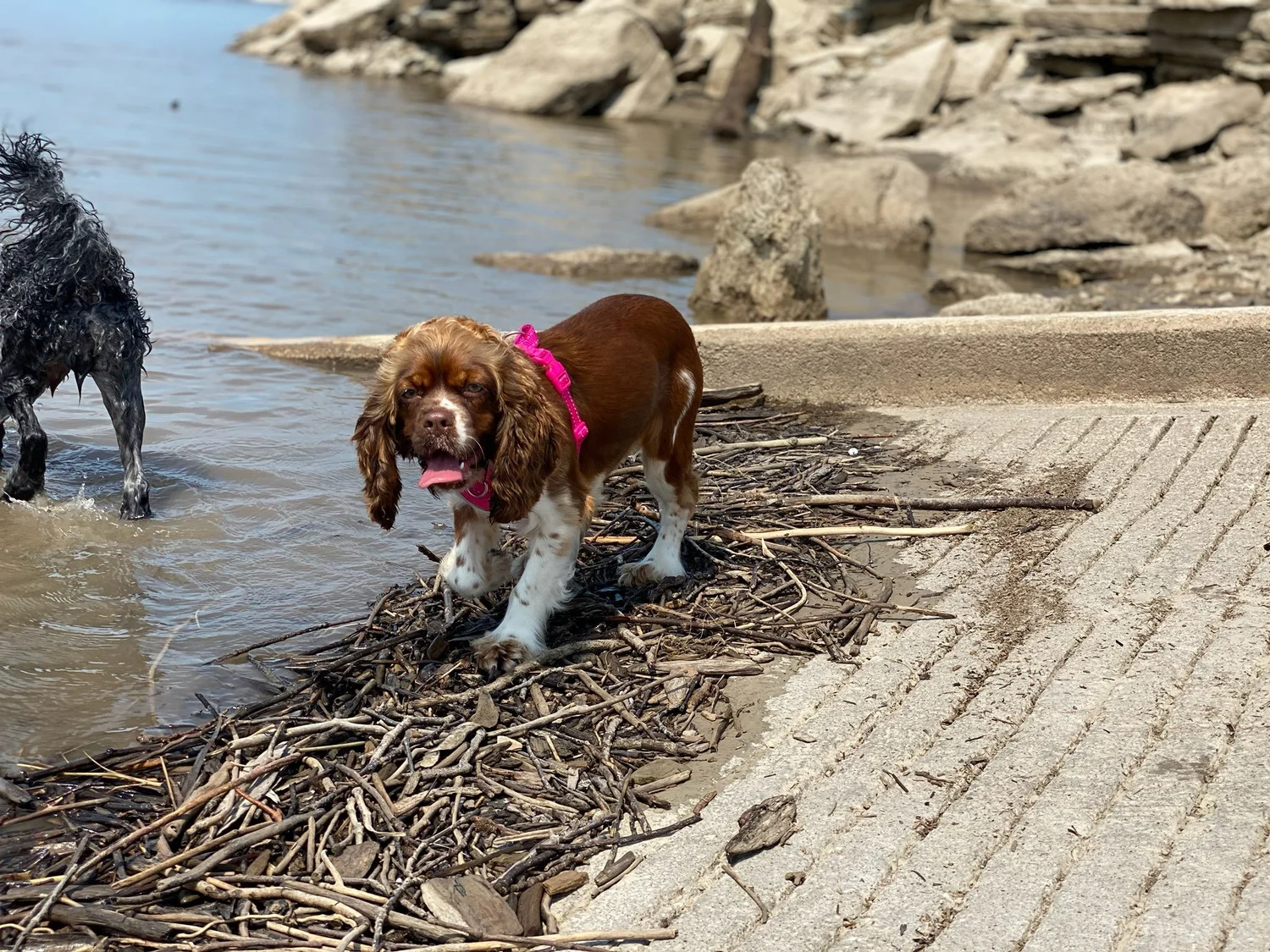 WHAT IS THE DIFFERENCE BETWEEN A CAVAPOO & A COCKAPOO? — DOODLES OF OZ