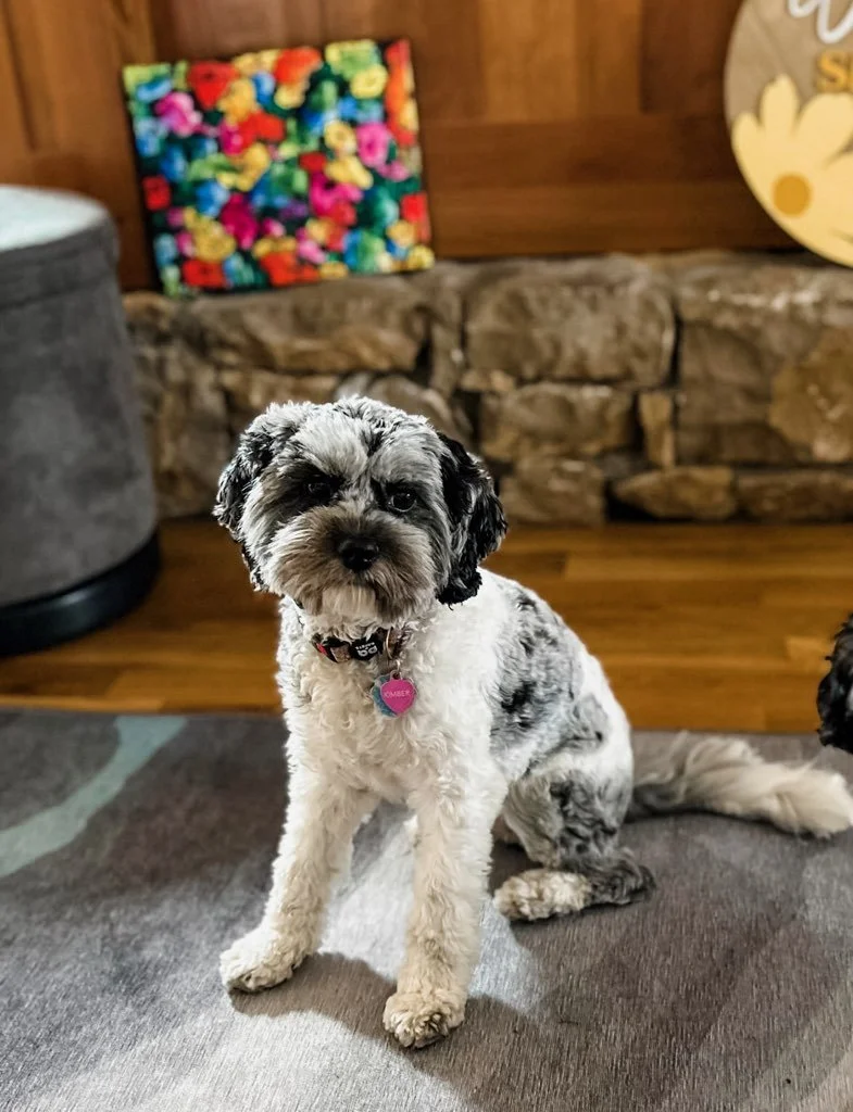 WHAT TO KNOW BEFORE GETTING AN AUSTRALIAN CAVOODLE — DOODLES OF OZ