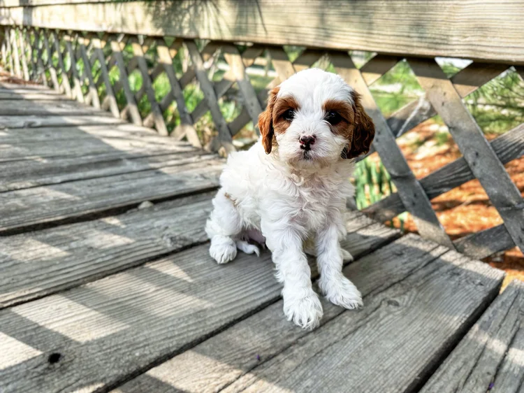 Australian Cavoodle Breed Info Guide: Temperament, Coat Types, Colors ...