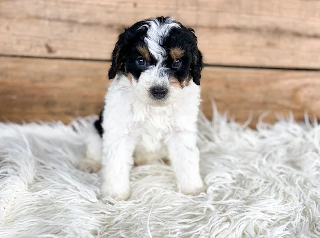 What is an Australian Bernedoodle? - DOODLES OF OZ