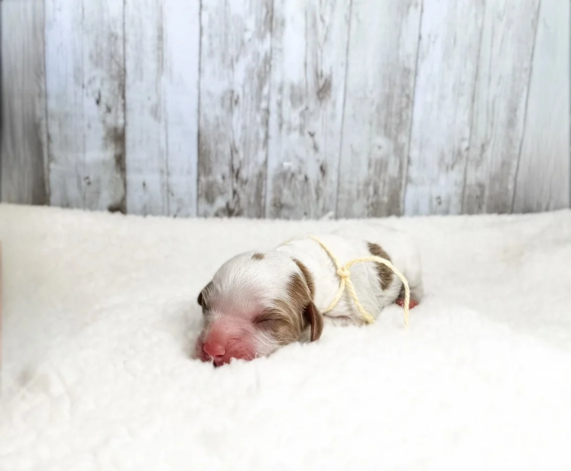 Cavapoos and Australian Cavoodles for Sale - DOODLES OF OZ