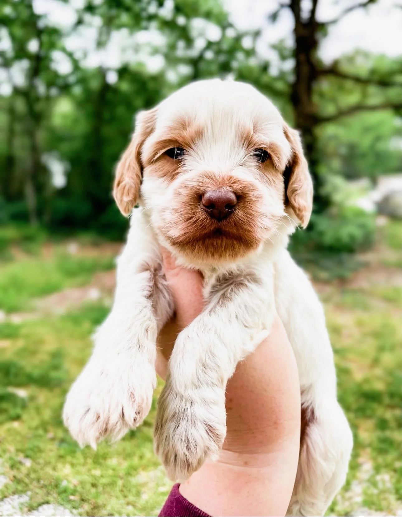 AUSTRALIAN LABRADOODLES - COLORS AND PATTERNS — DOODLES OF OZ