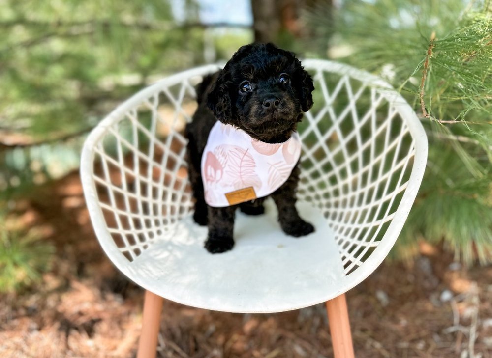 About Australian Cavoodles - DOODLES OF OZ