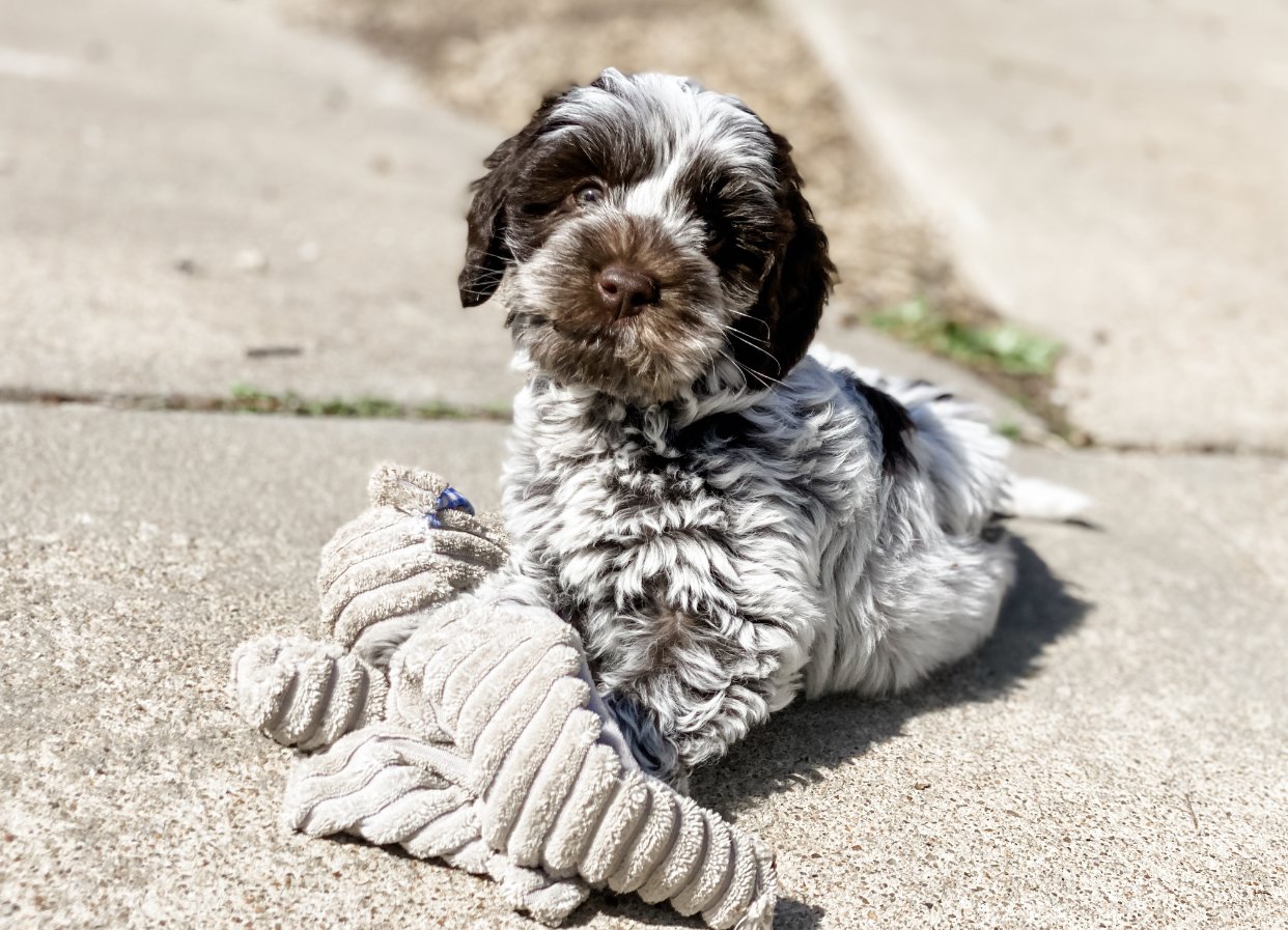 What's an Australian Labradoodle? - DOODLES OF OZ