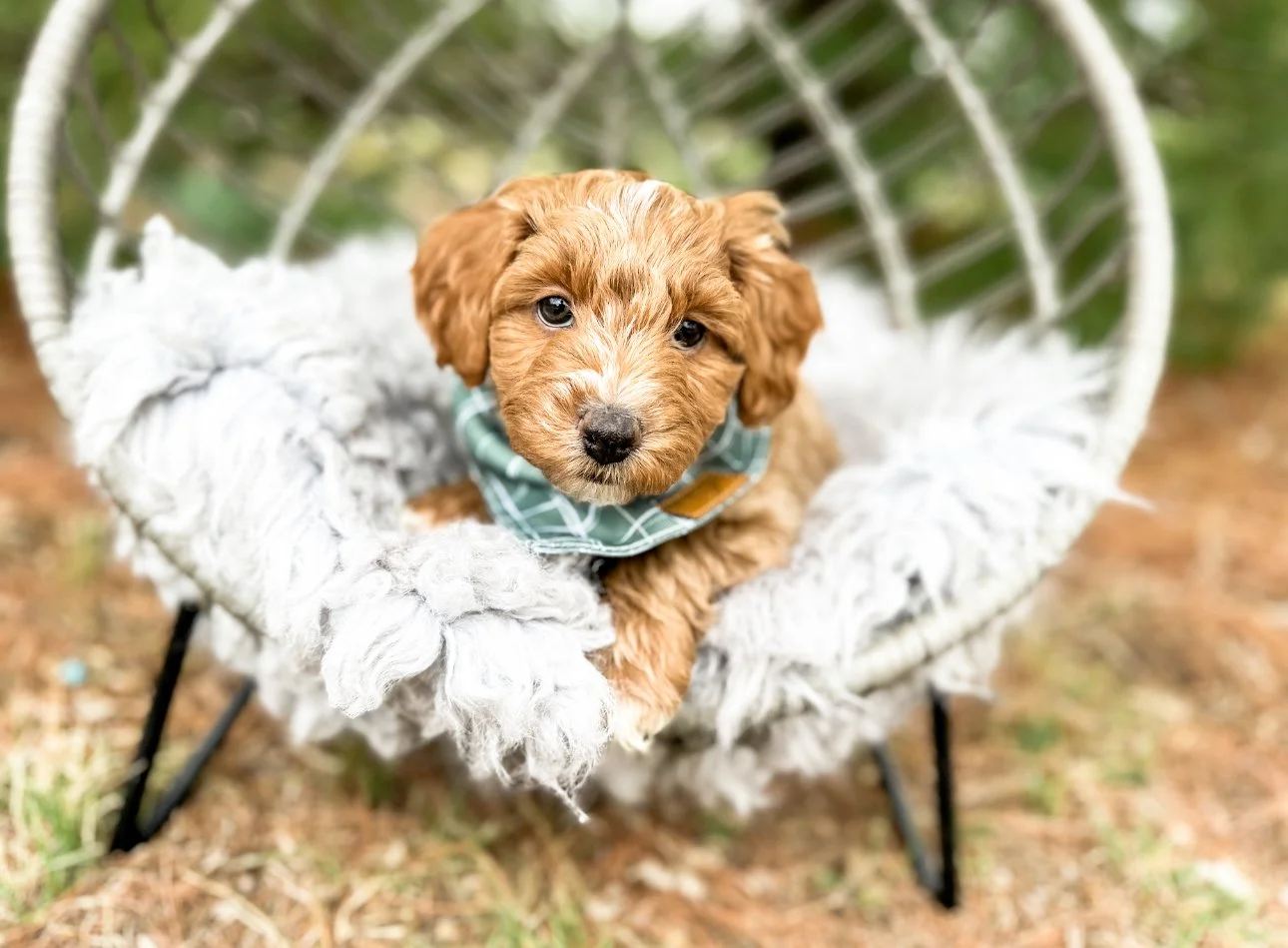 About Australian Cavoodles - DOODLES OF OZ