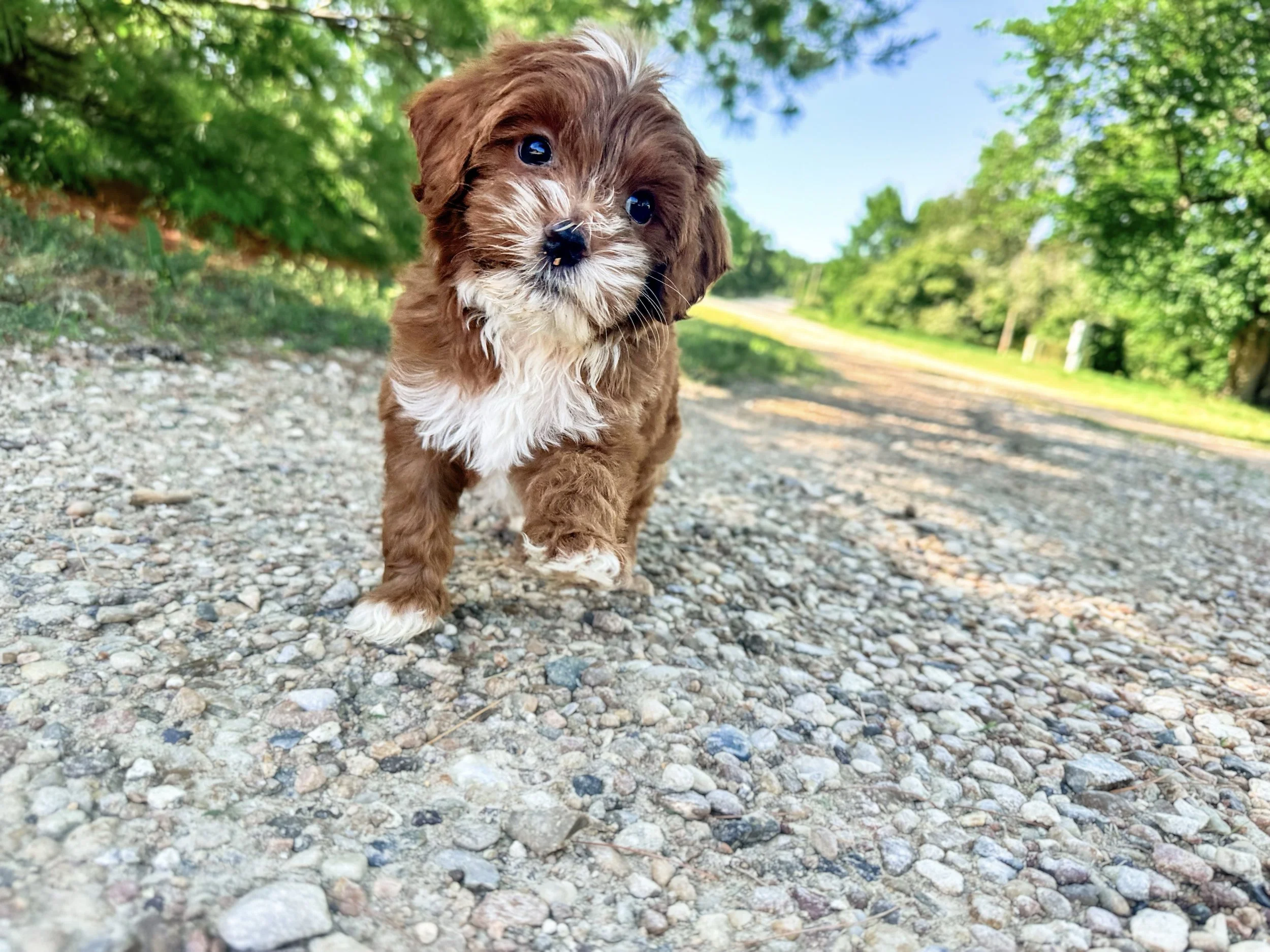 Cavapoos and Australian Cavoodles for Sale - DOODLES OF OZ