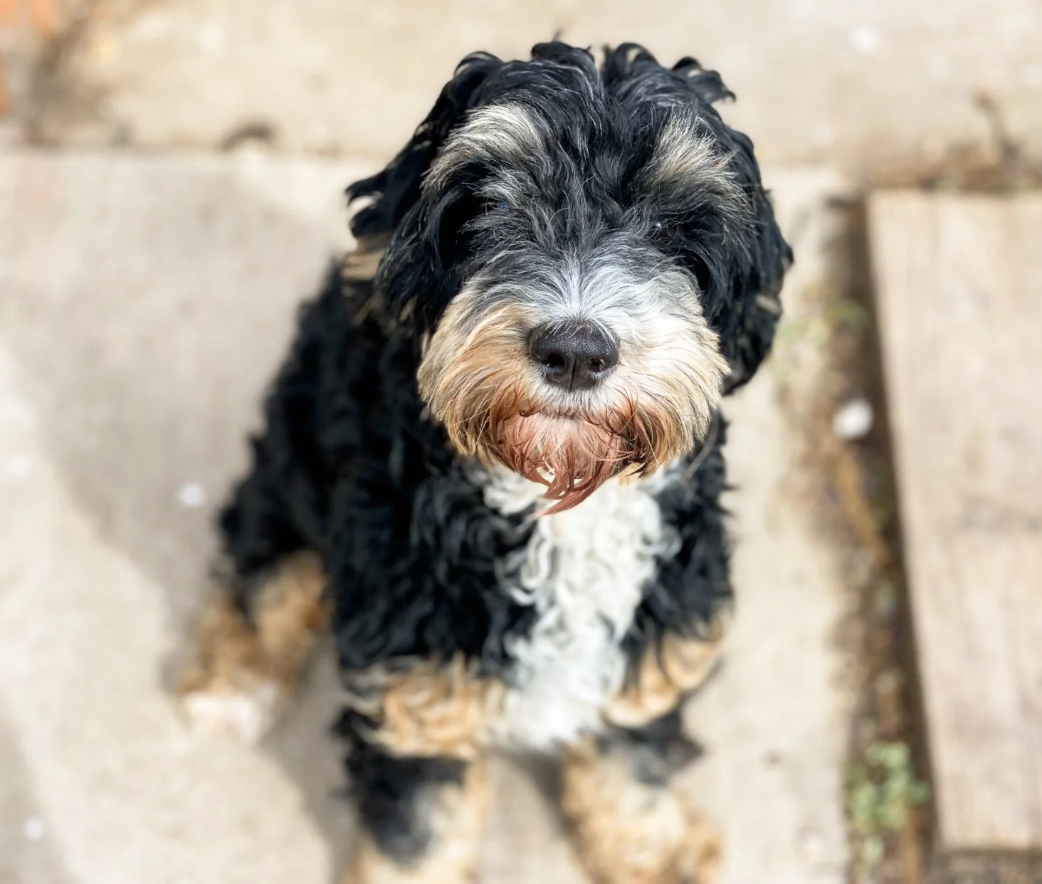 Our Dams - DOODLES OF OZ