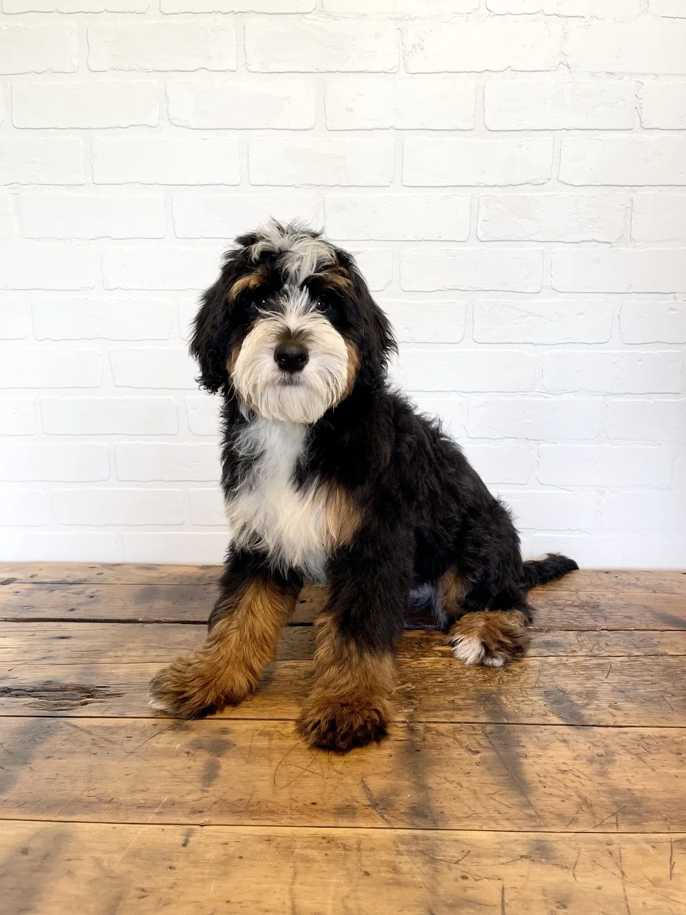 About Australian Bernedoodles - DOODLES OF OZ