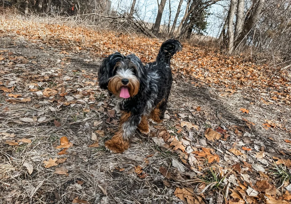 About Australian Labradoodles - DOODLES OF OZ