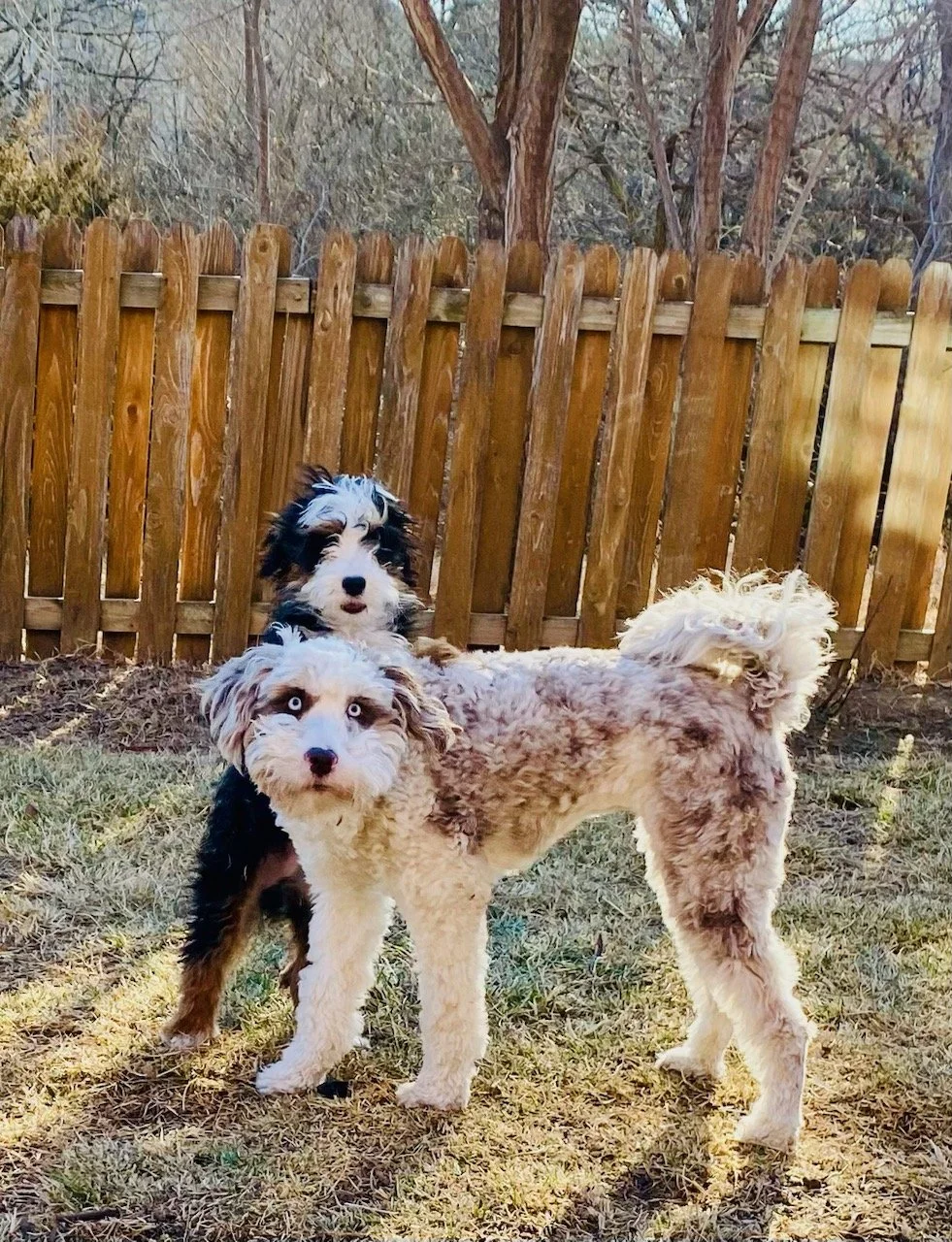 Male VS Female Doodles - Which is Right for You? — DOODLES OF OZ