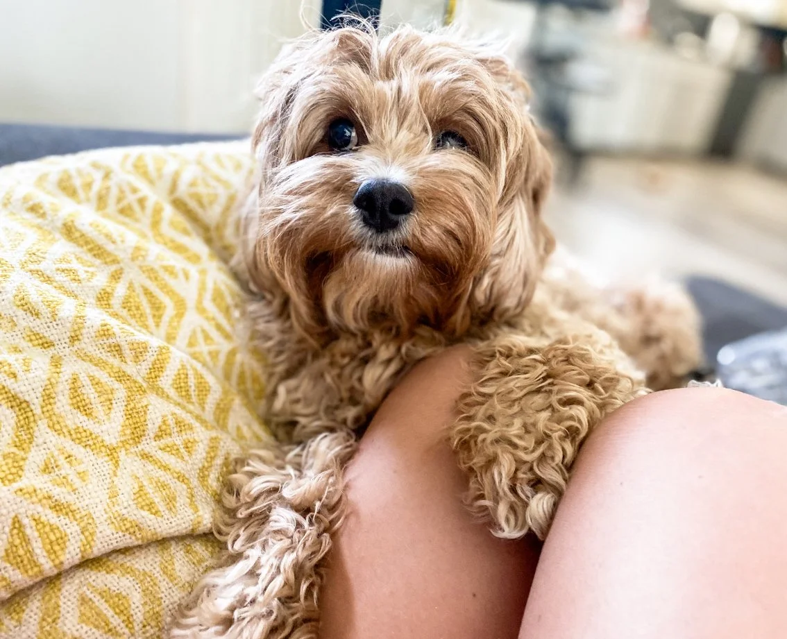 Doodles of Oz - Australian Labradoodles - Bernedoodles - Cavapoos