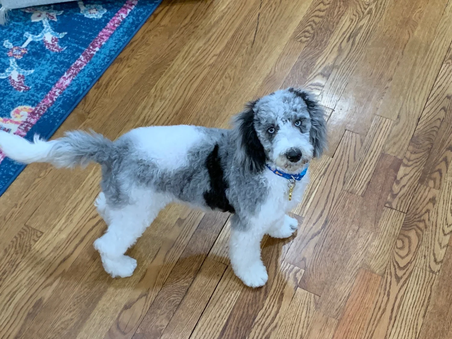 AUSTRALIAN LABRADOODLES - COLORS AND PATTERNS — DOODLES OF OZ