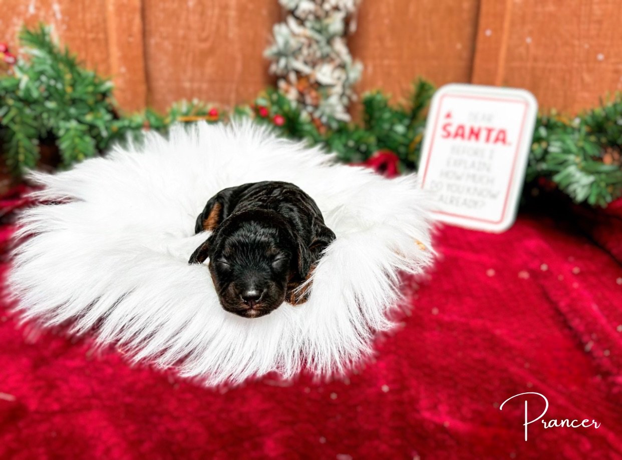 Cavapoos and Australian Cavoodles for Sale - DOODLES OF OZ