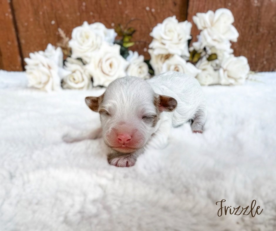 Cavapoos and Australian Cavoodles for Sale - DOODLES OF OZ