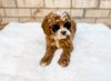 Cavapoo Breed Info - DOODLES OF OZ