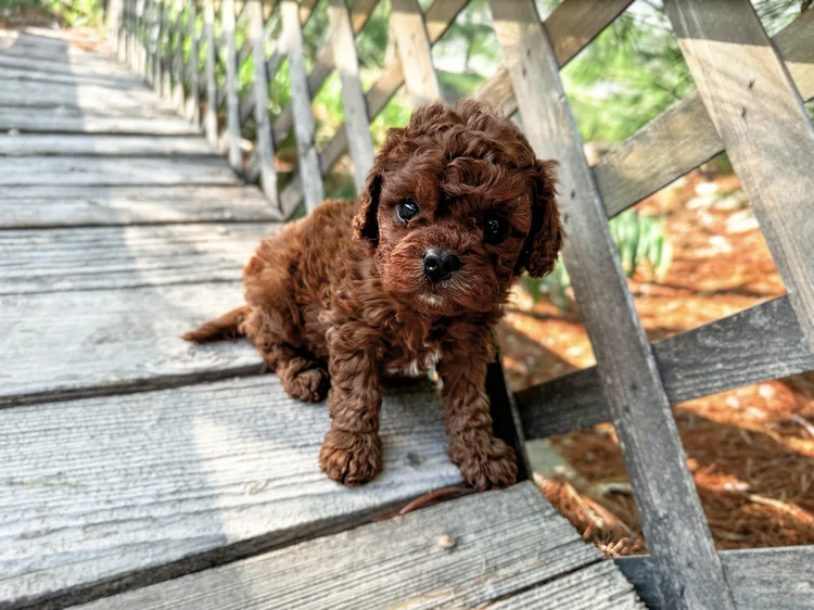 Cavapoo Breed Info - DOODLES OF OZ