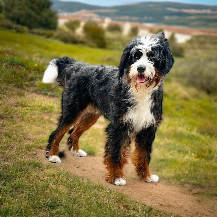 About Bernedoodles - DOODLES OF OZ