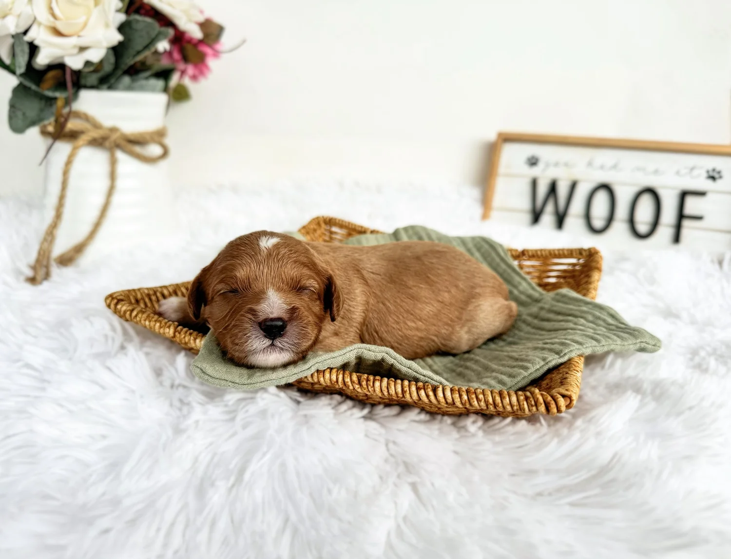 Cavapoos and Australian Cavoodles for Sale - DOODLES OF OZ