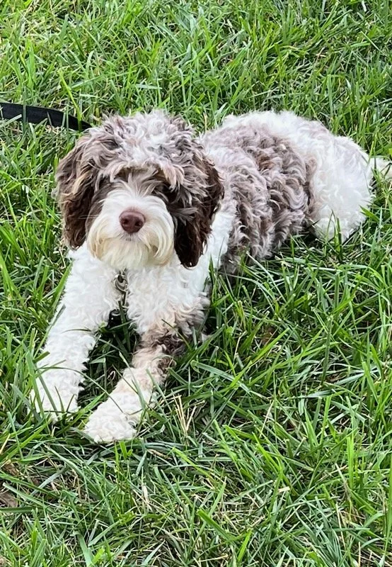 Cavapoo & Poodle Studs - DOODLES OF OZ