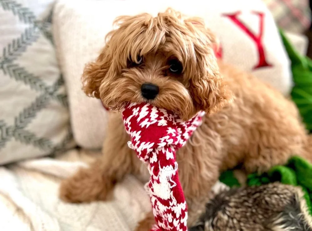 WHAT TO KNOW BEFORE GETTING AN AUSTRALIAN CAVOODLE — DOODLES OF OZ